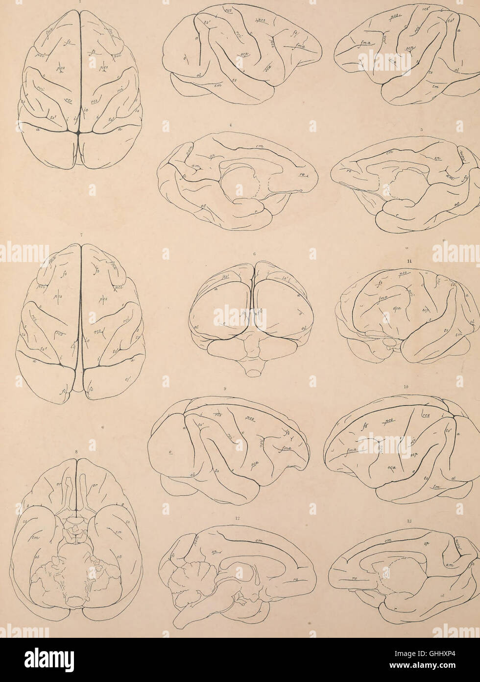 A 1906 illustrated study of the brains of monkeys, focusing on cerebral ...