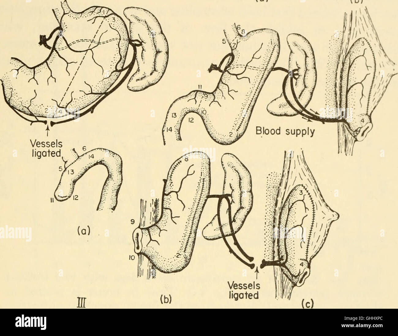 *Animal Hormones: A Comparative Survey* (1962) presents an overview of ...