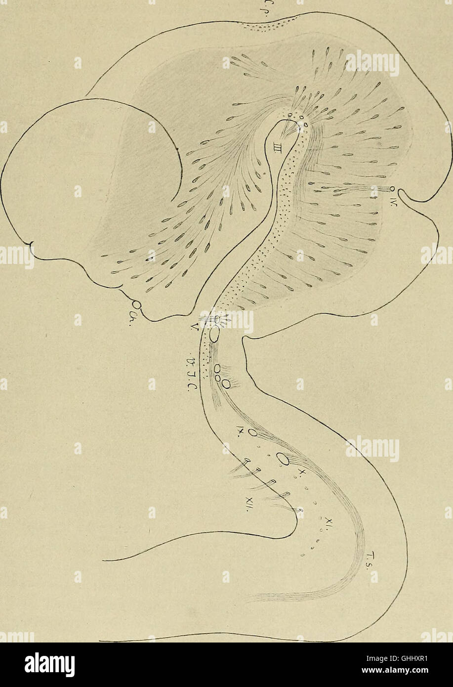 This 1904 study explores the development of the human brain during the ...