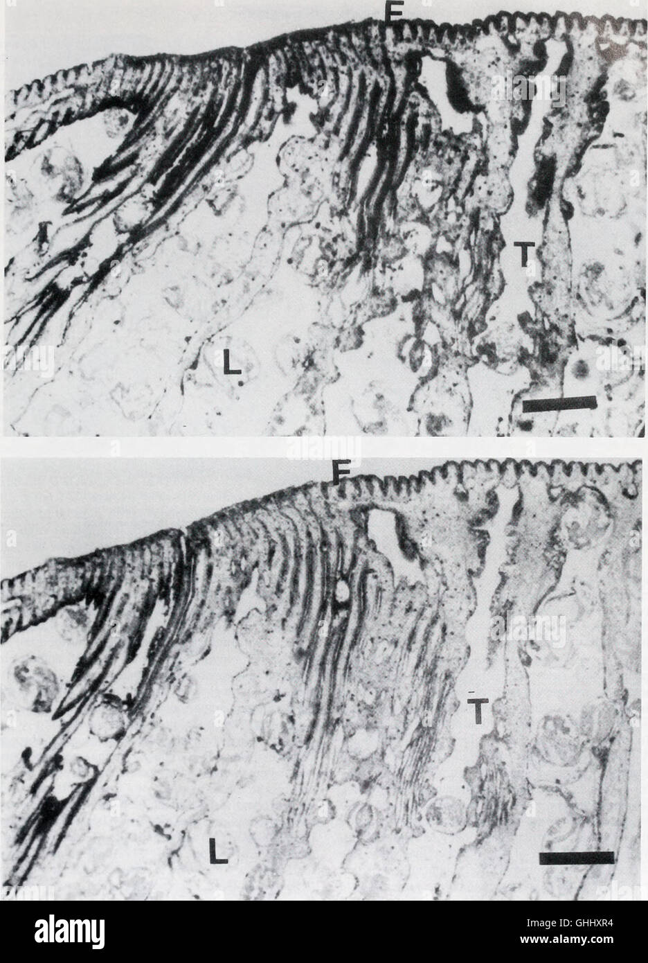 The Biological bulletin Stock Photo - Alamy