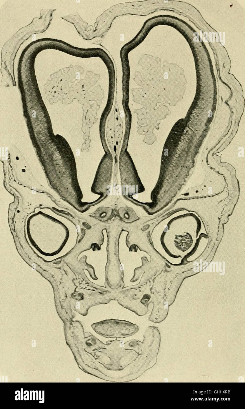 Neurophysiologie hi-res stock photography and images - Alamy