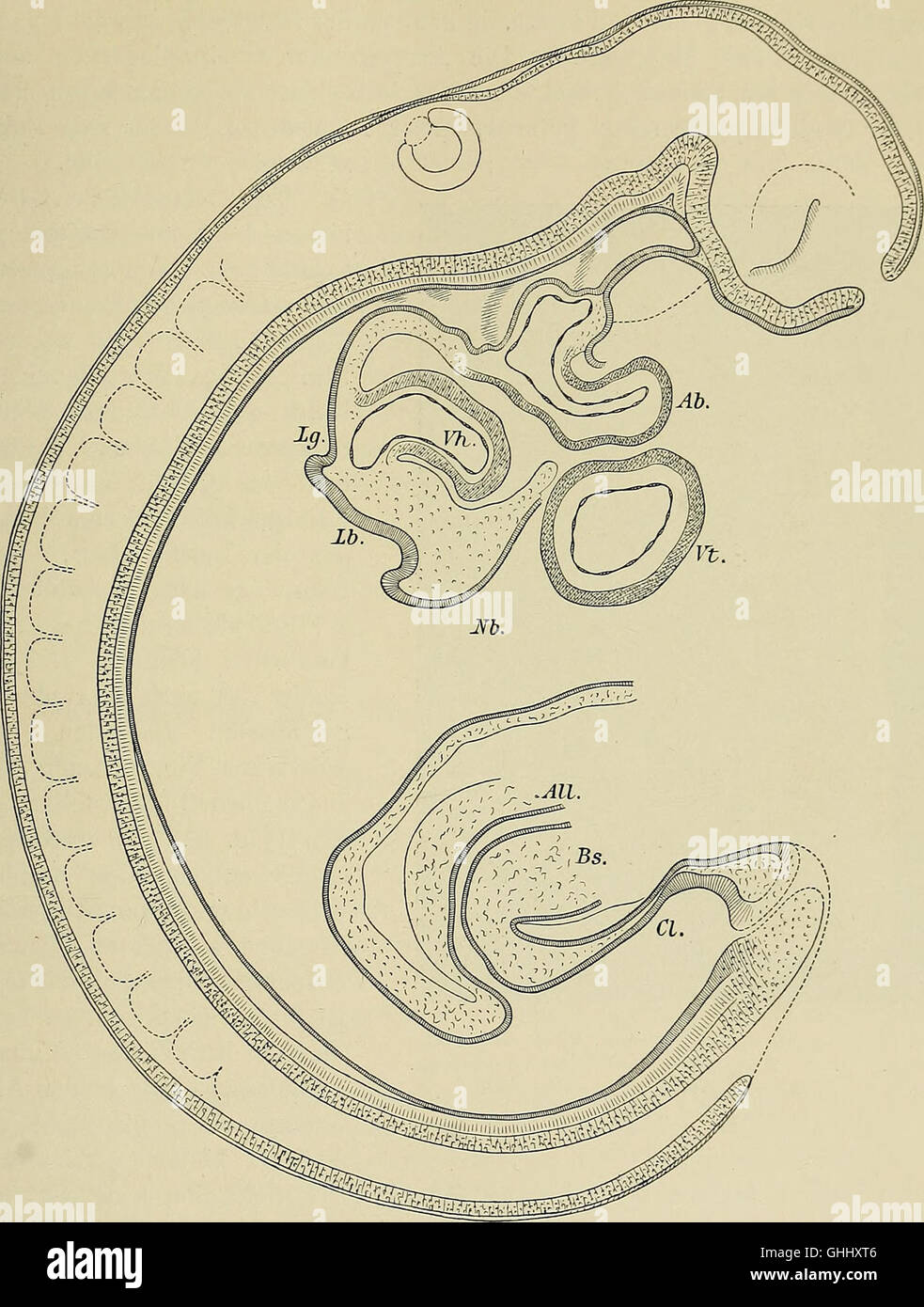 This German work from 1904 presents findings on the development of the ...