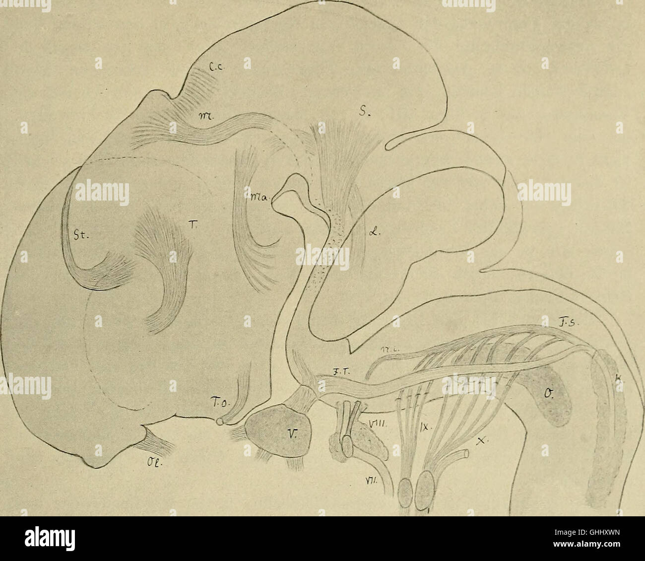 This 1904 study investigates the development of the human brain during ...