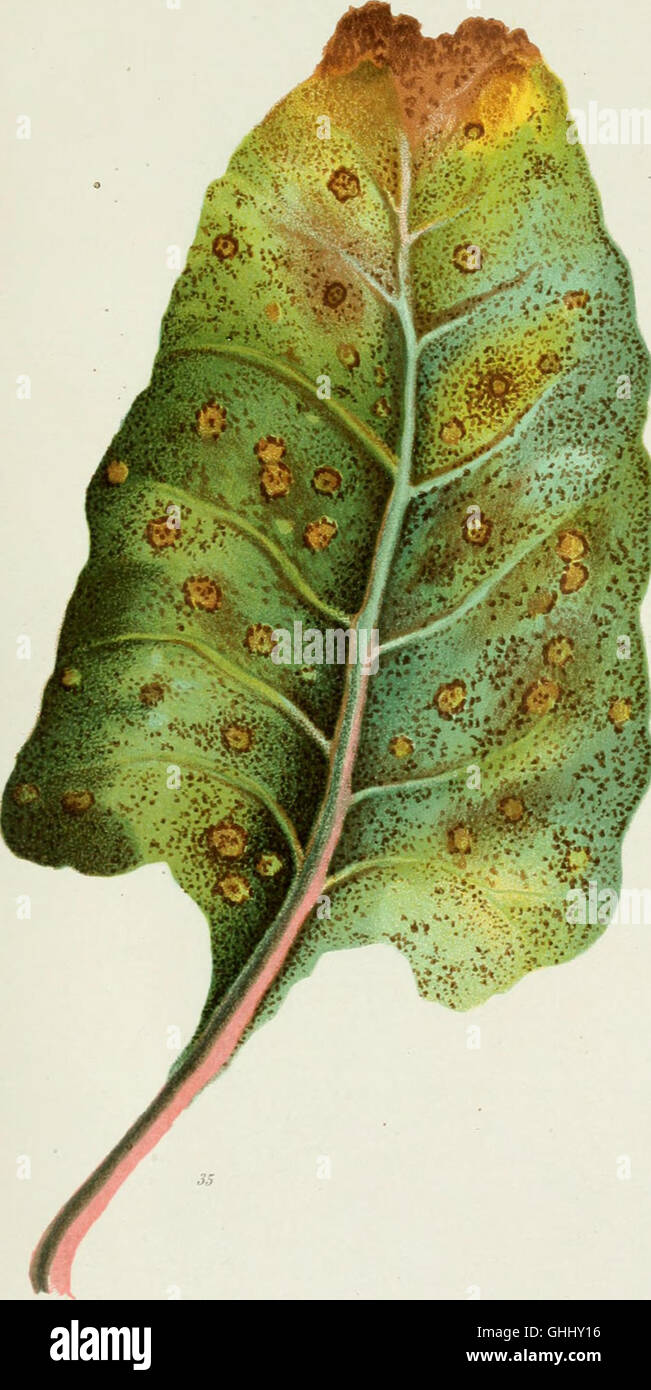 Work examines fungal diseases hi-res stock photography and images - Alamy