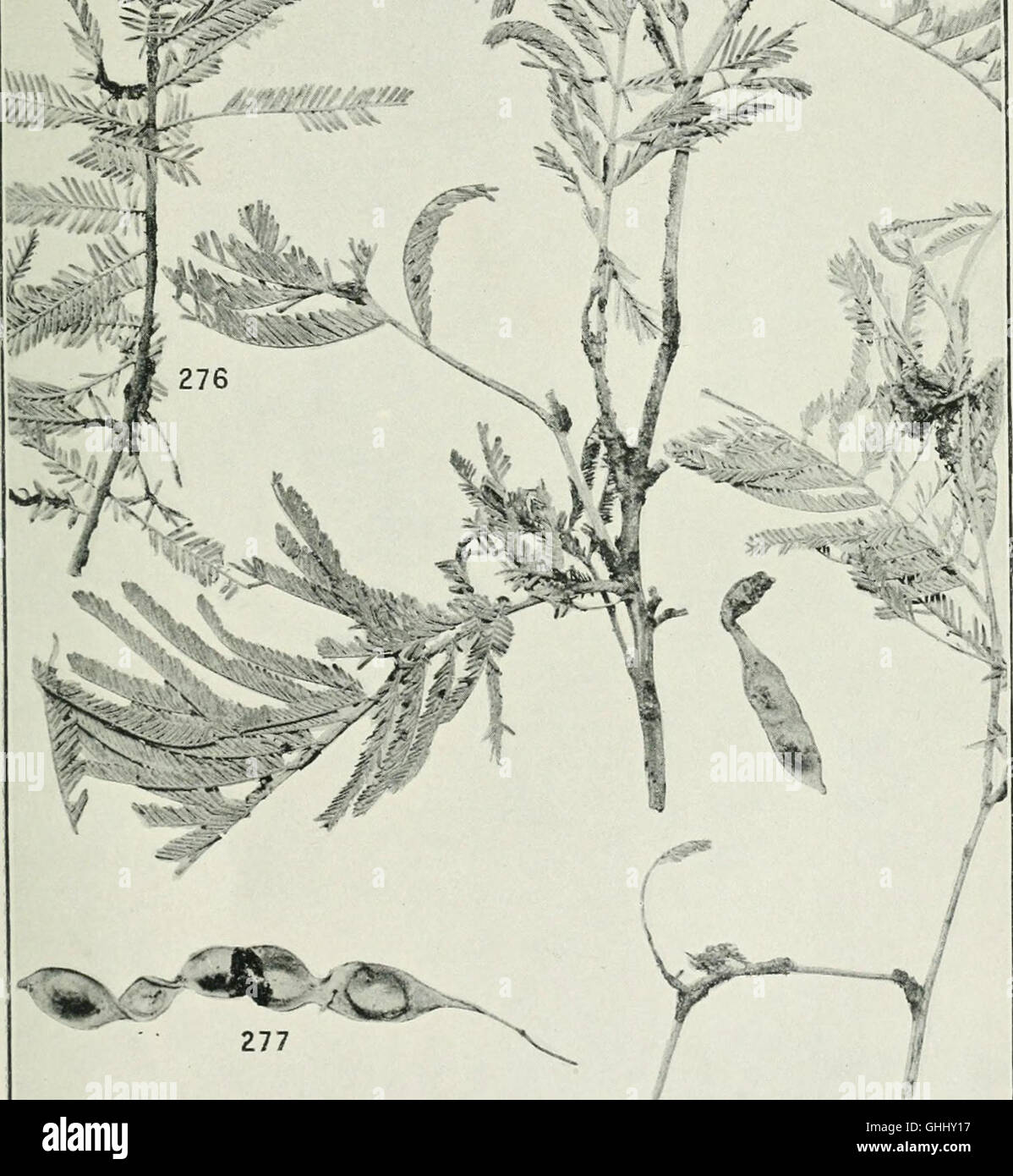 Different types of rust fungi hi-res stock photography and images - Alamy