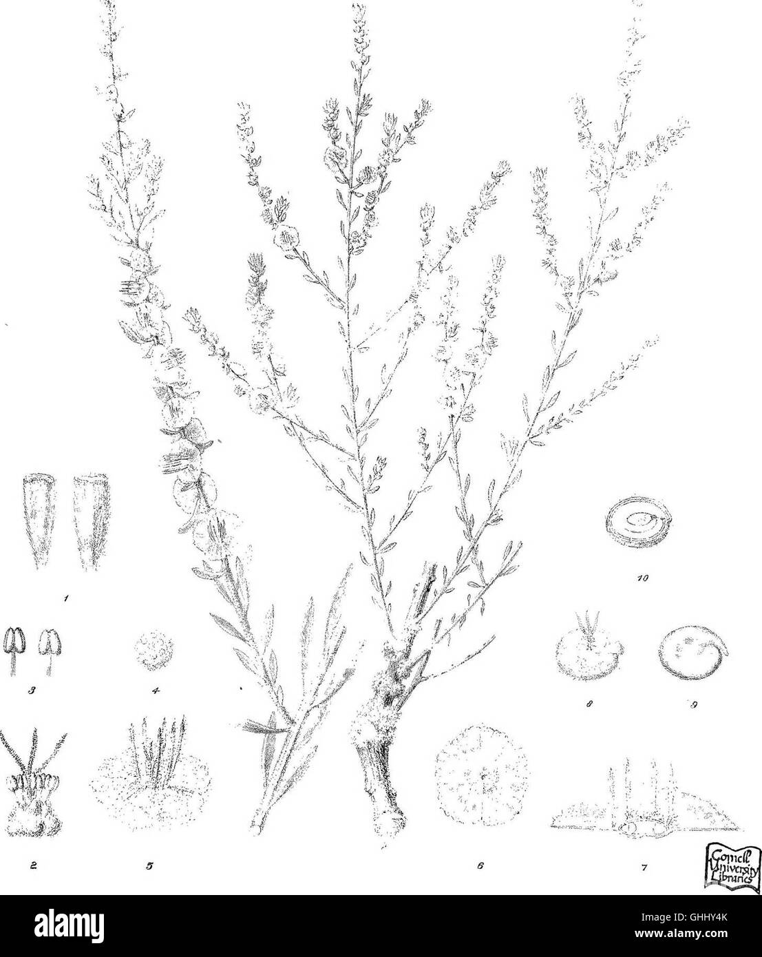 Australian borders Black and White Stock Photos & Images - Alamy