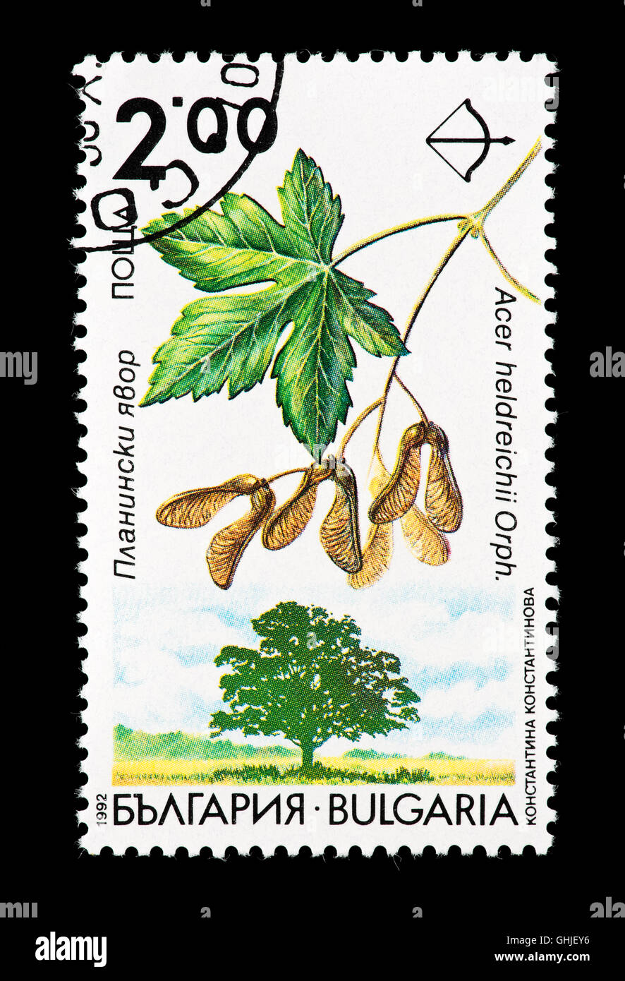 Postage stamp from Bulgaria depicting the leaf, seeds and tree of a ...