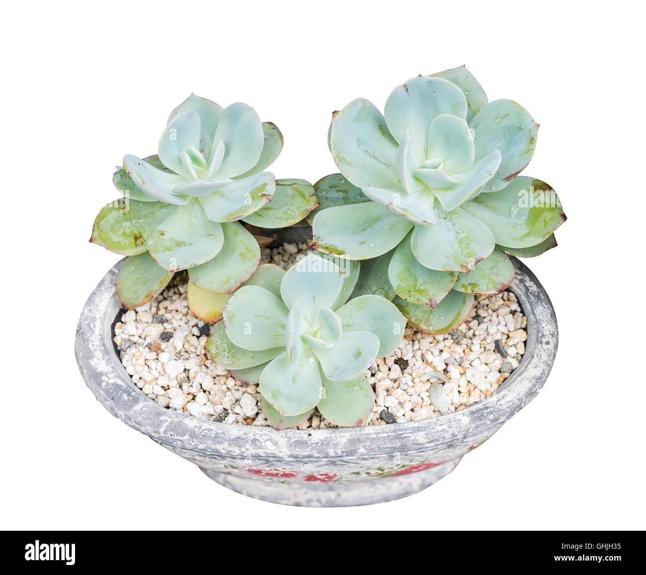 Miniature succulent plants Stock Photo - Alamy