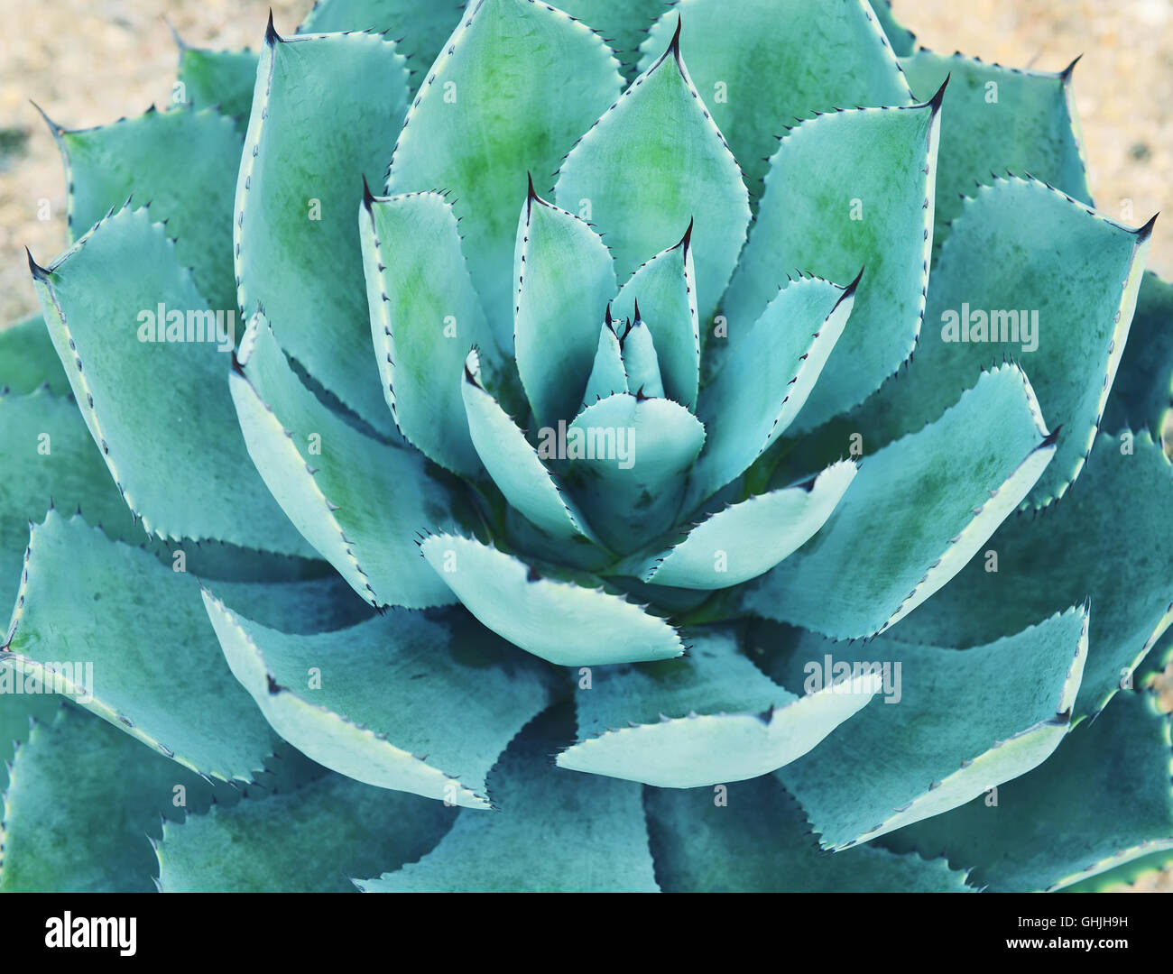 agave plant leaves Stock Photo - Alamy