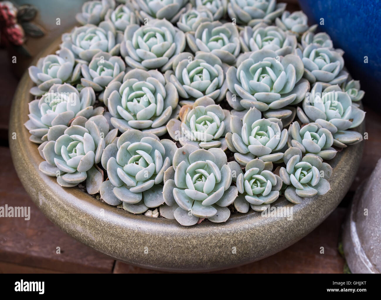 Miniature succulent plants Stock Photo - Alamy