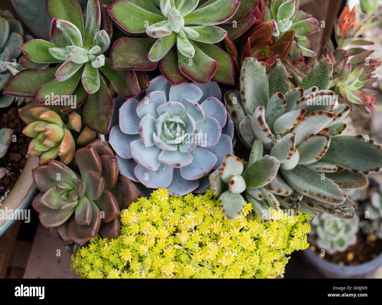 Miniature succulent plants Stock Photo - Alamy