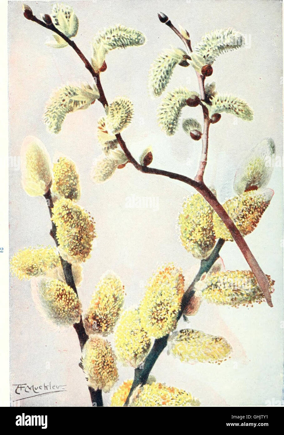 *Eyes and No Eyes* (1903) is a short story by English writer Richard H ...