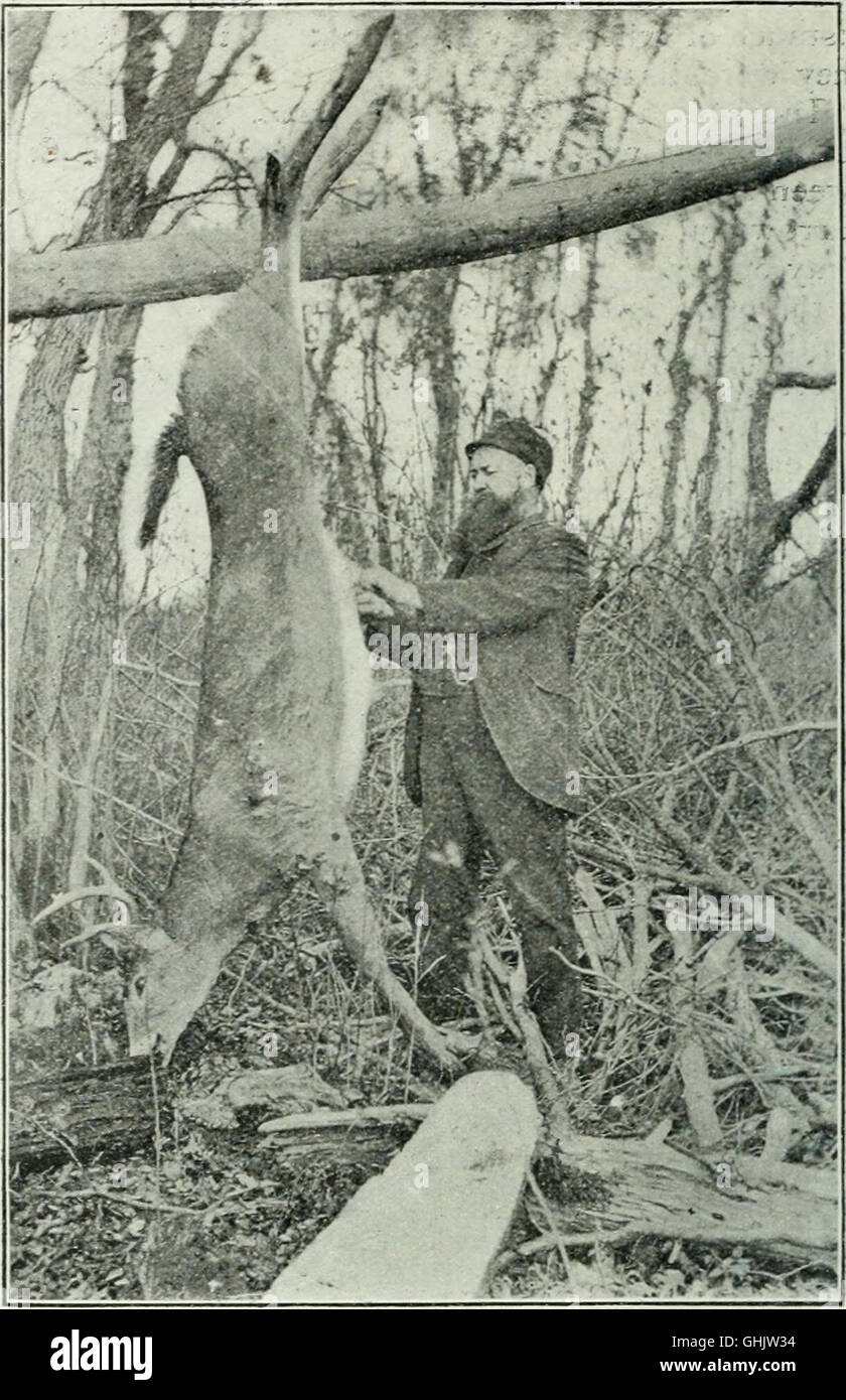 Rod and gun (1898 Stock Photo - Alamy