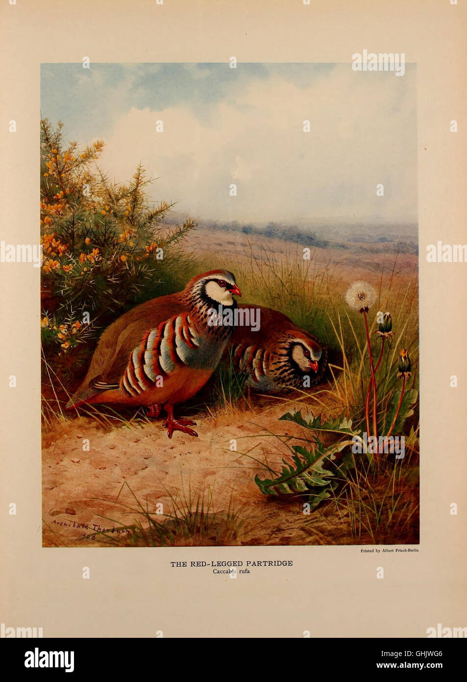 This work provides a comprehensive overview of British game birds ...