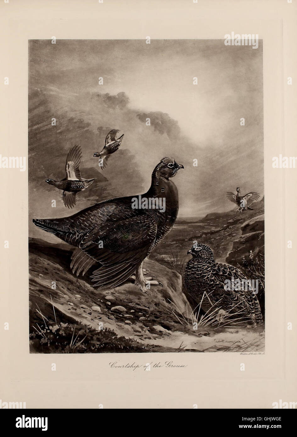 This work provides a detailed study of British game birds, covering ...