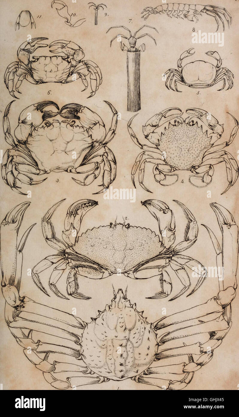 This work, presented in 1817, introduces a new genus of Crustacea and ...