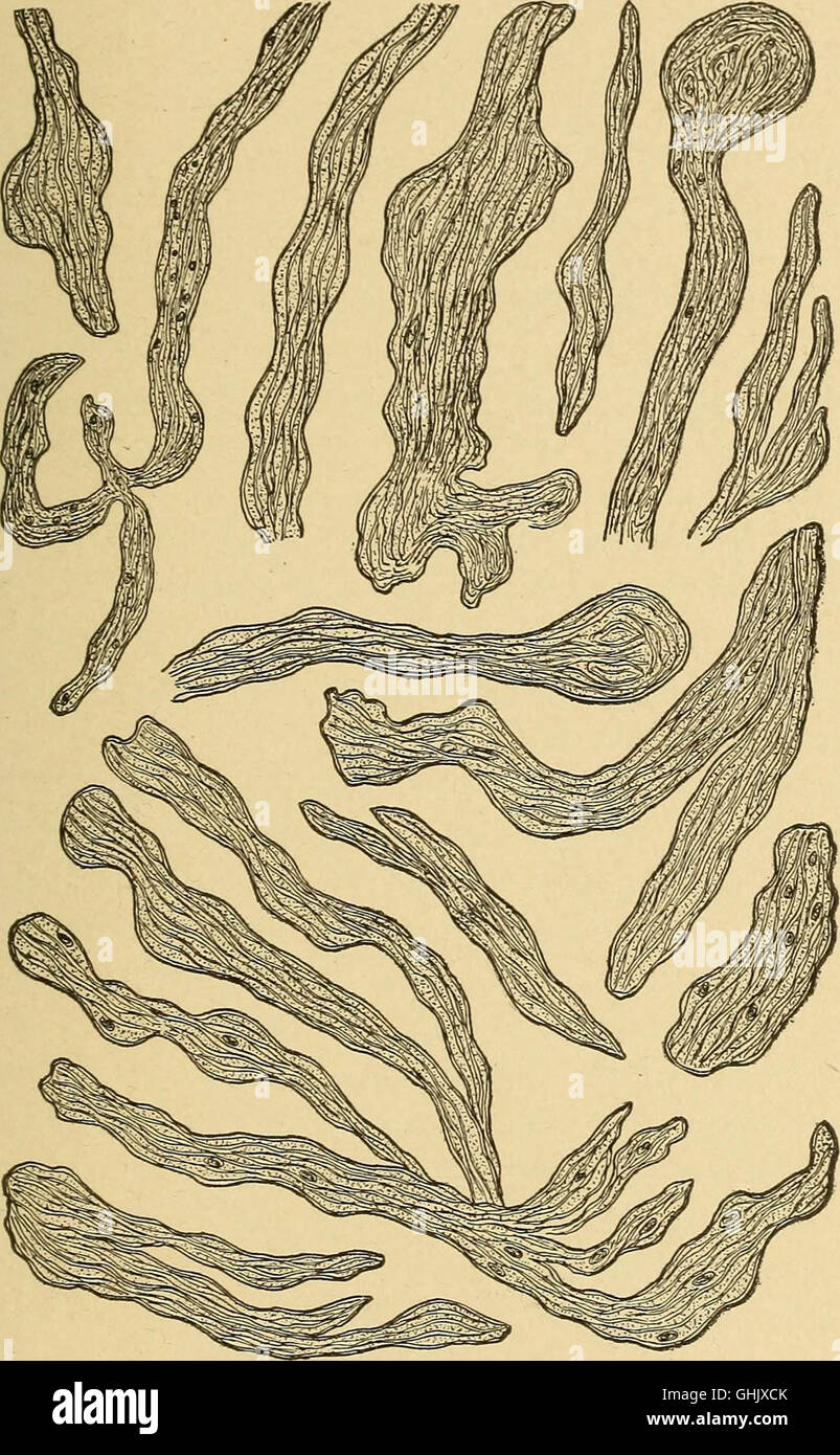 Urinary analysis and diagnosis by microscopical and chemical ...