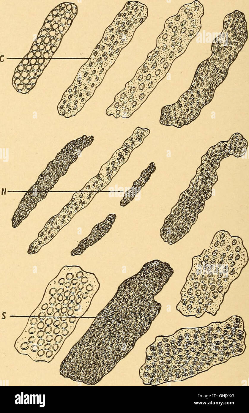 Urinary analysis and diagnosis by microscopical and chemical ...