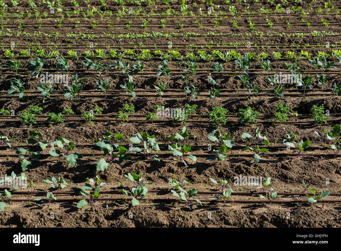 Rows of vegetables and herbs planted in a market garden Stock Photo - Alamy