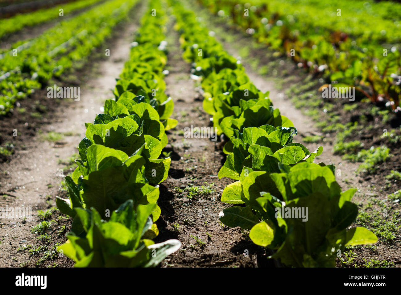 Rows of lettuce planted in a market garden Stock Photo - Alamy