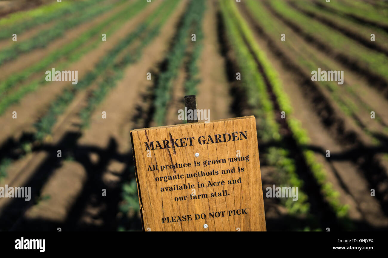 A market garden at the Grounds in Camperdown, Sydney Stock Photo - Alamy