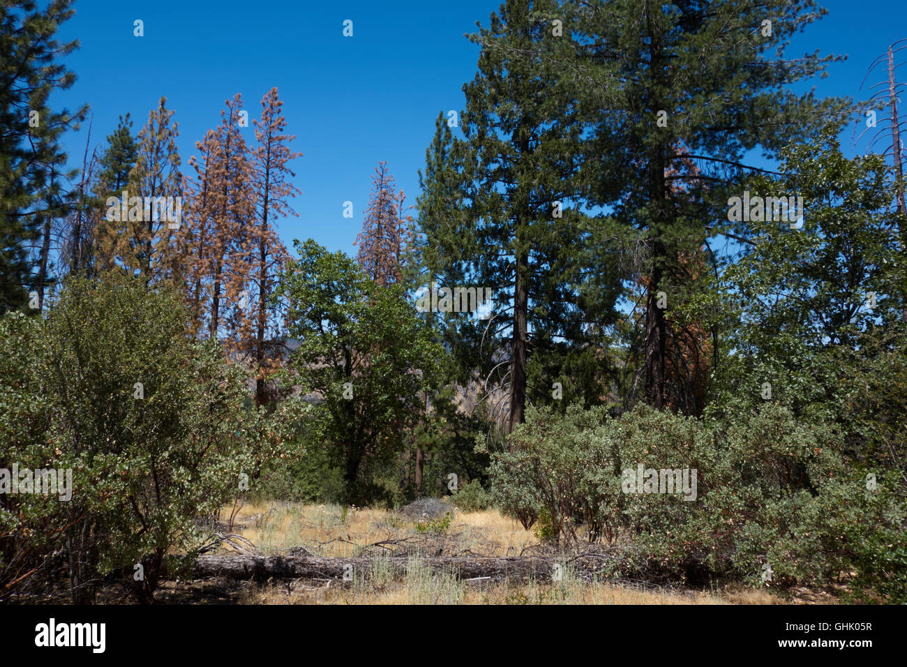 Forest against the sky hi-res stock photography and images - Alamy
