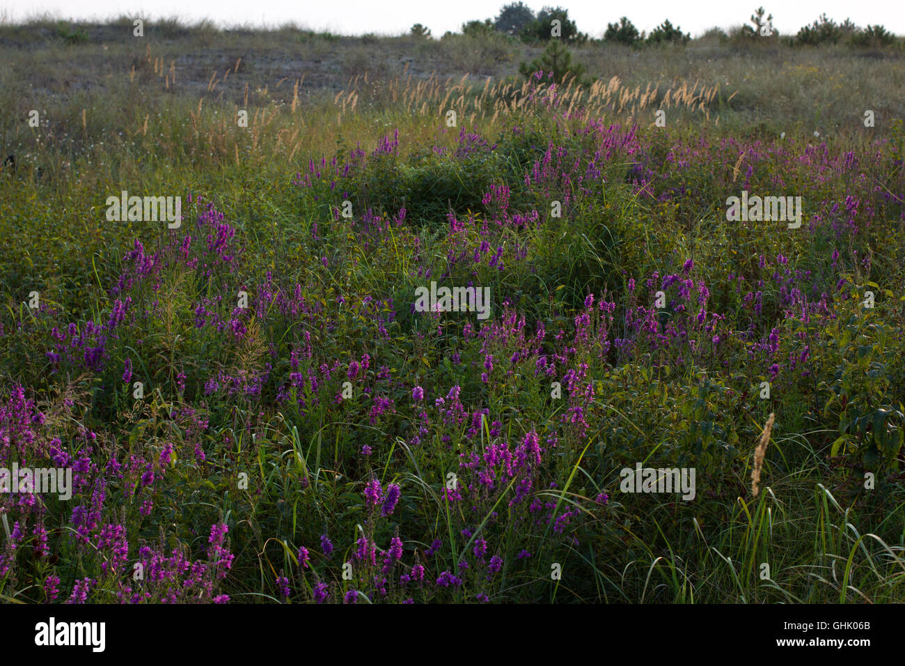 Clusters of loosestrifes in field. Medical grass on meadow. Lythrum ...