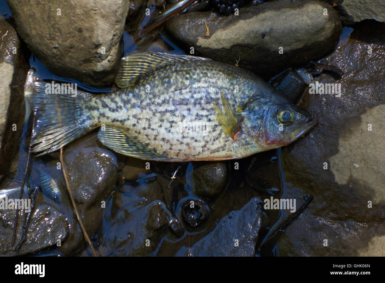 Dead fish in dried up stream bed. California. USA Stock Photo - Alamy