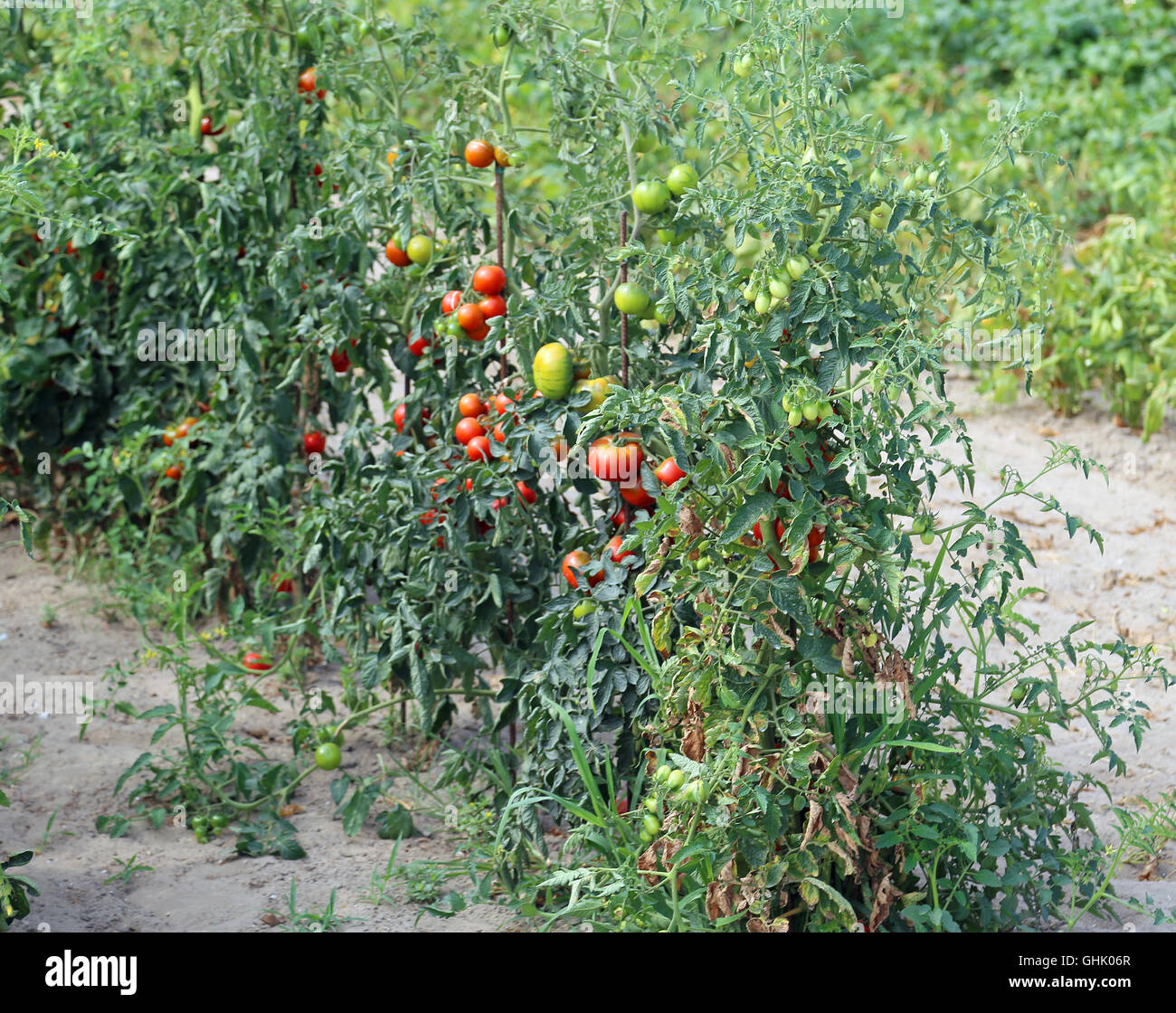 Tomatos farm hi-res stock photography and images - Alamy