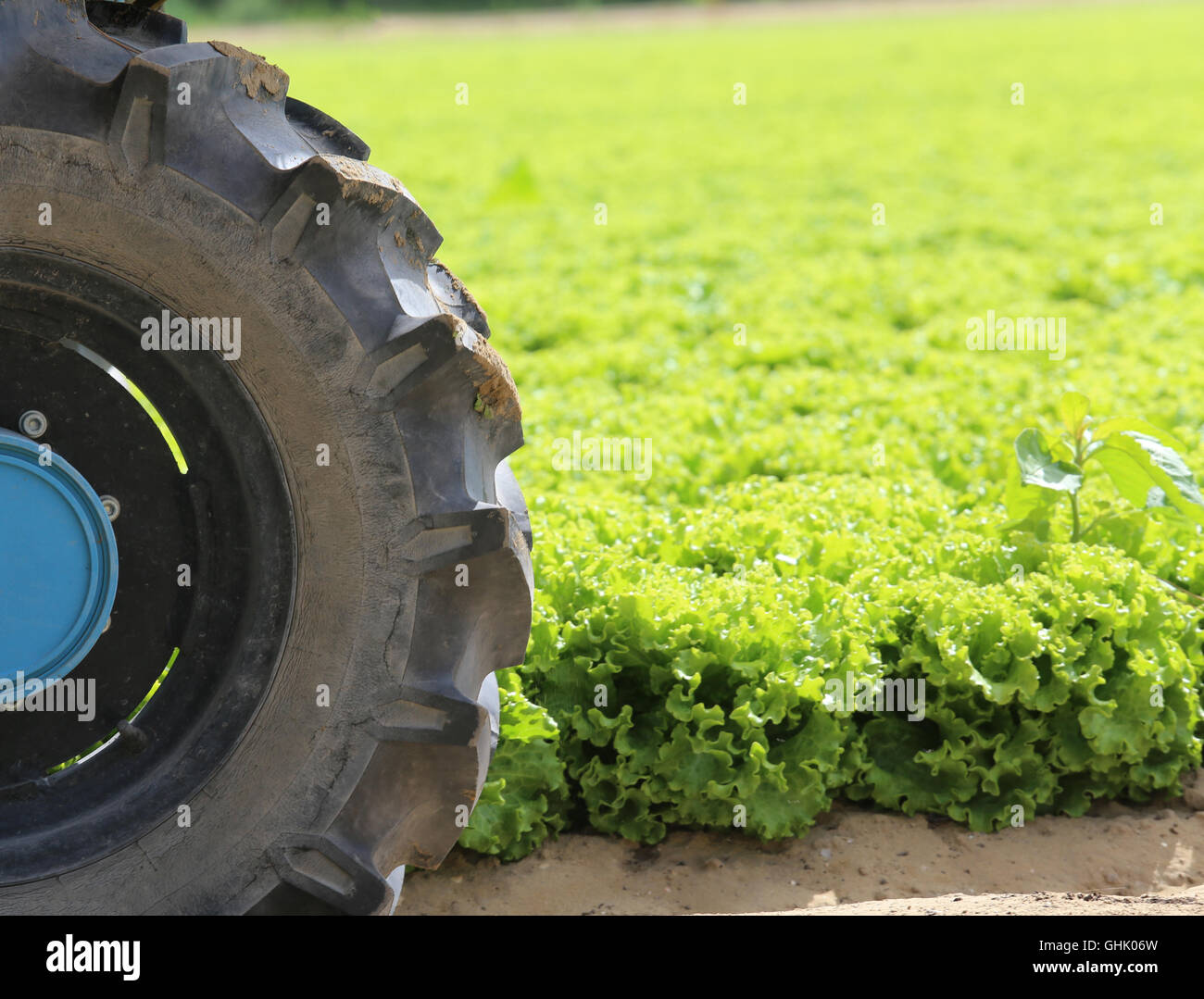 big wheel tractor in the field of green lettuce grown Stock Photo - Alamy
