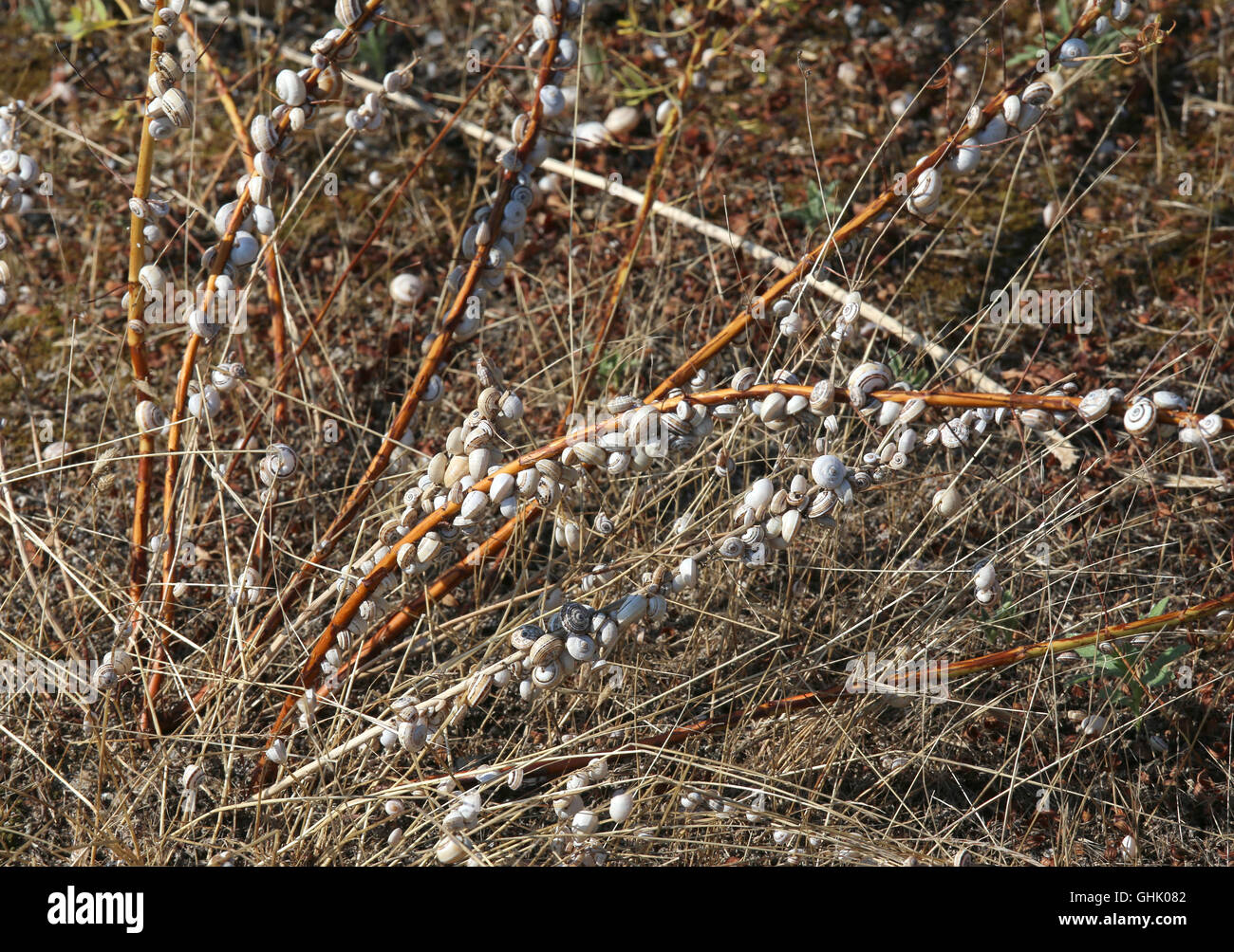 many small snails clinging to the dried plant located near the beach of ...