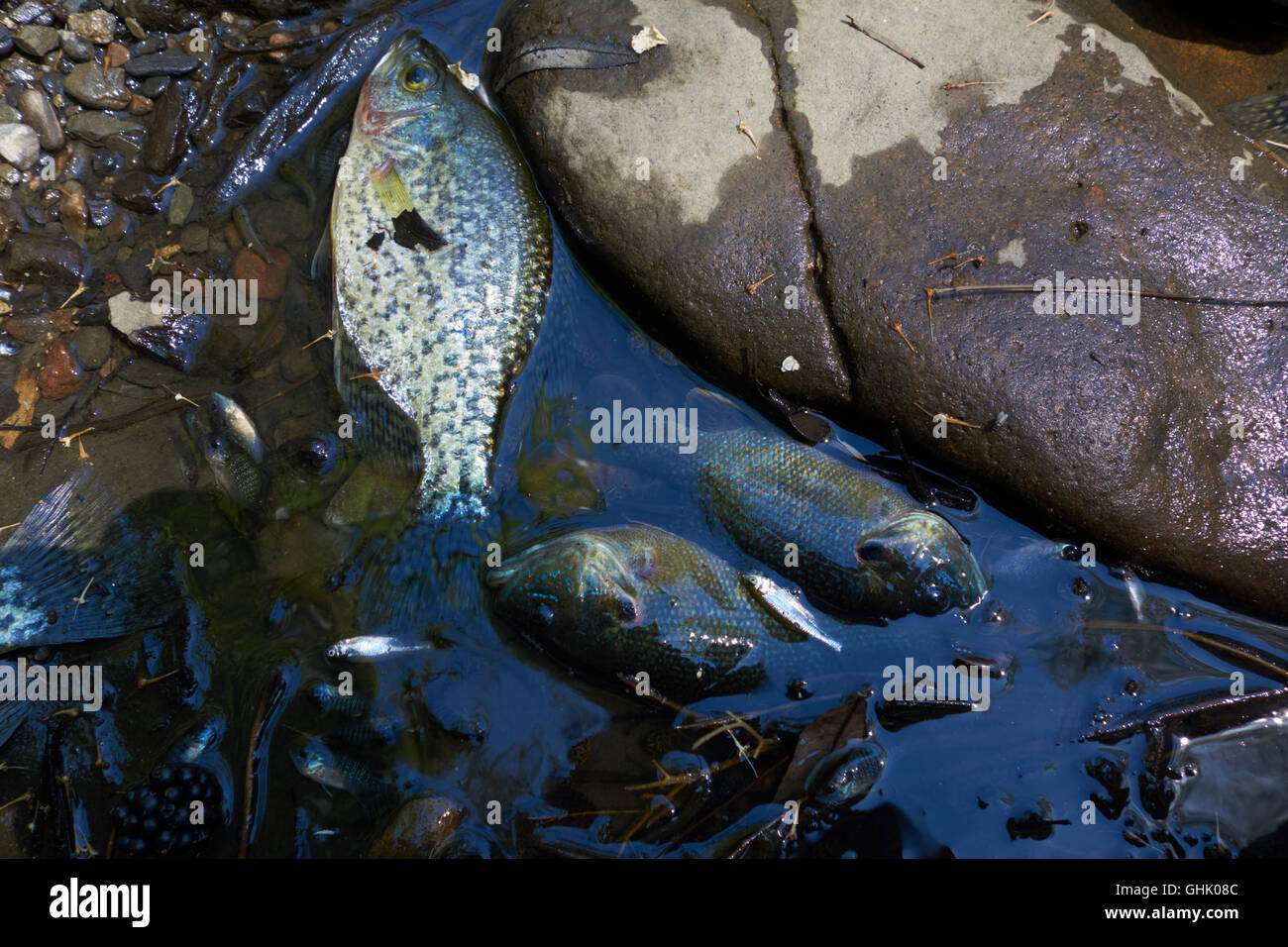 California Stream Fish Species