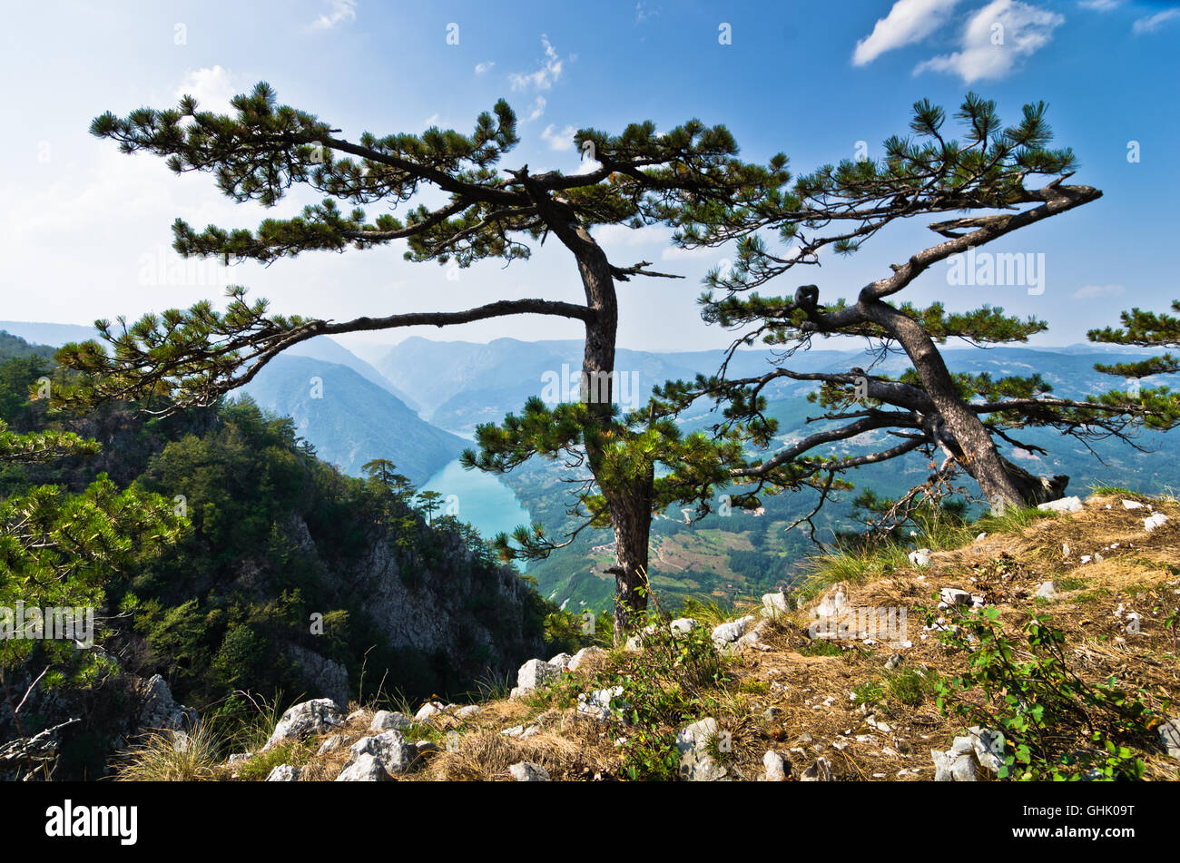 Viewpoint Banjska stena at Tara mountain looking down to Canyon of ...