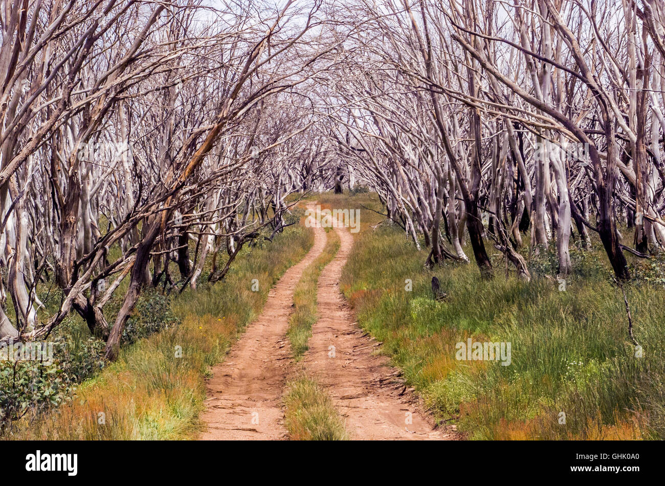 Victorian high country 4wd track hi-res stock photography and images ...