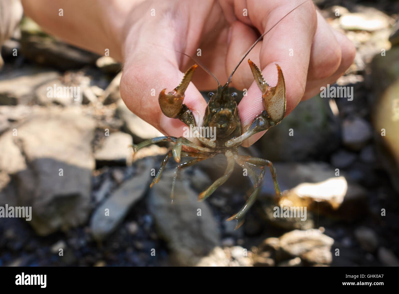Crayfish being held.California USA Stock Photo - Alamy