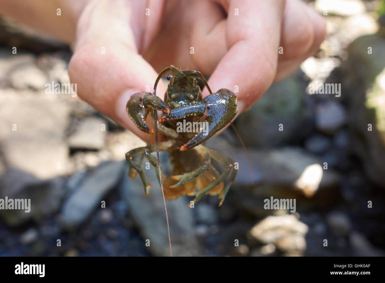Crayfish in hand hi-res stock photography and images - Alamy