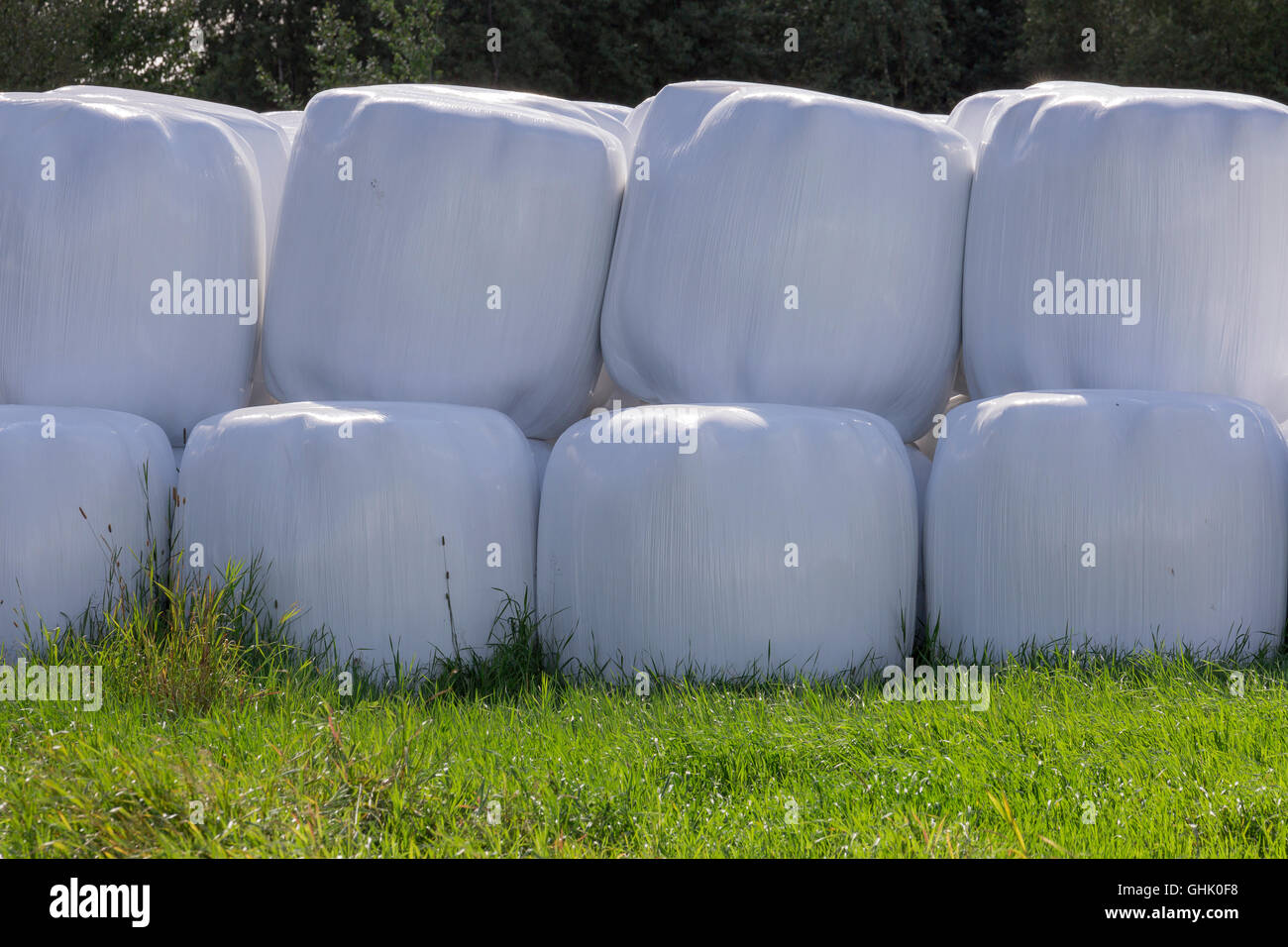 Silage Balls Close Up with trees in the background Stock Photo - Alamy