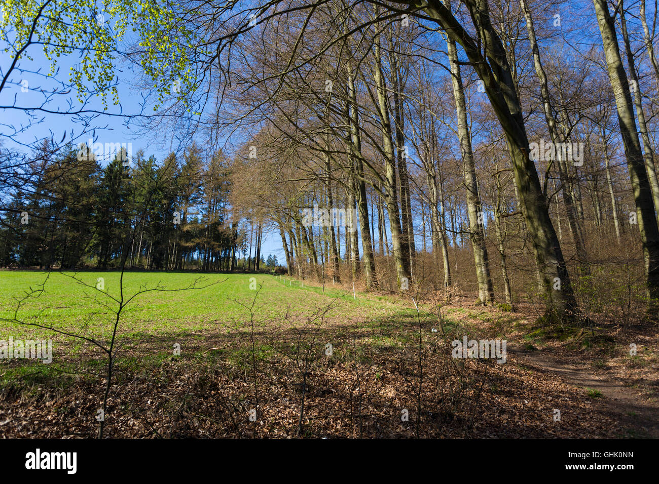 Woodland early spring Stock Photo - Alamy
