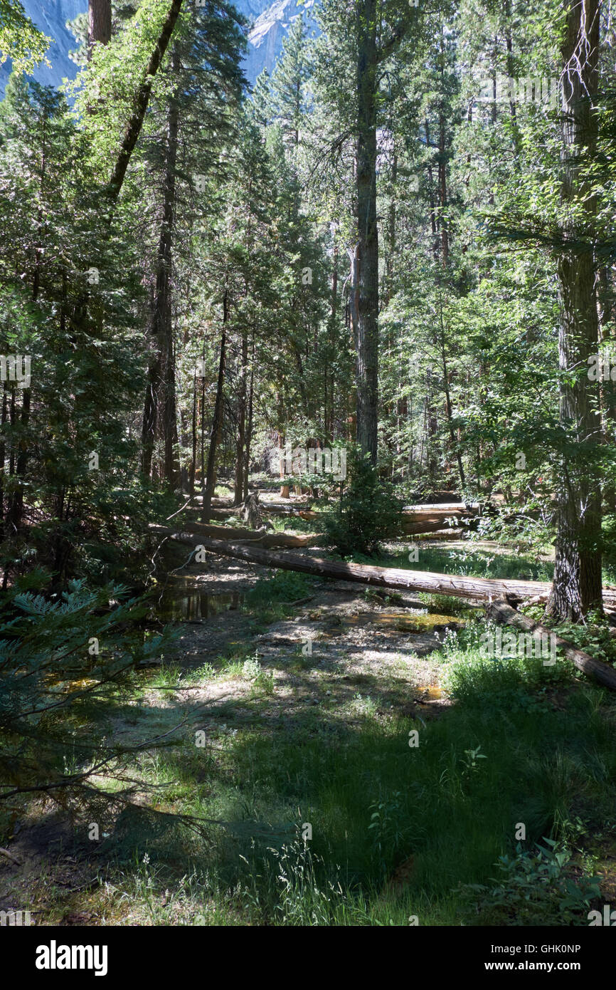 Forest arizona hi-res stock photography and images - Alamy