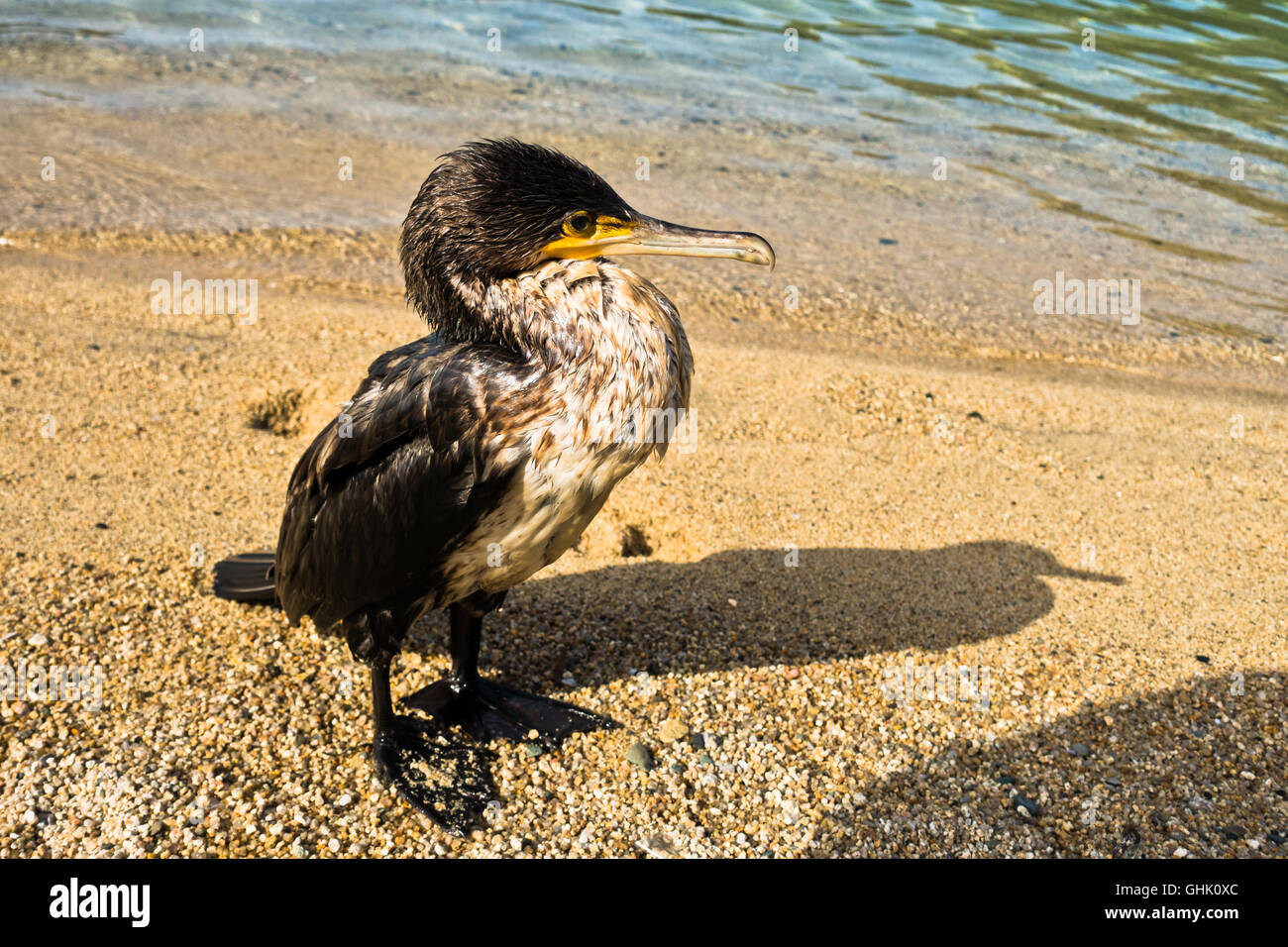 European shag bird on a sandy beach at summer morning Stock Photo - Alamy