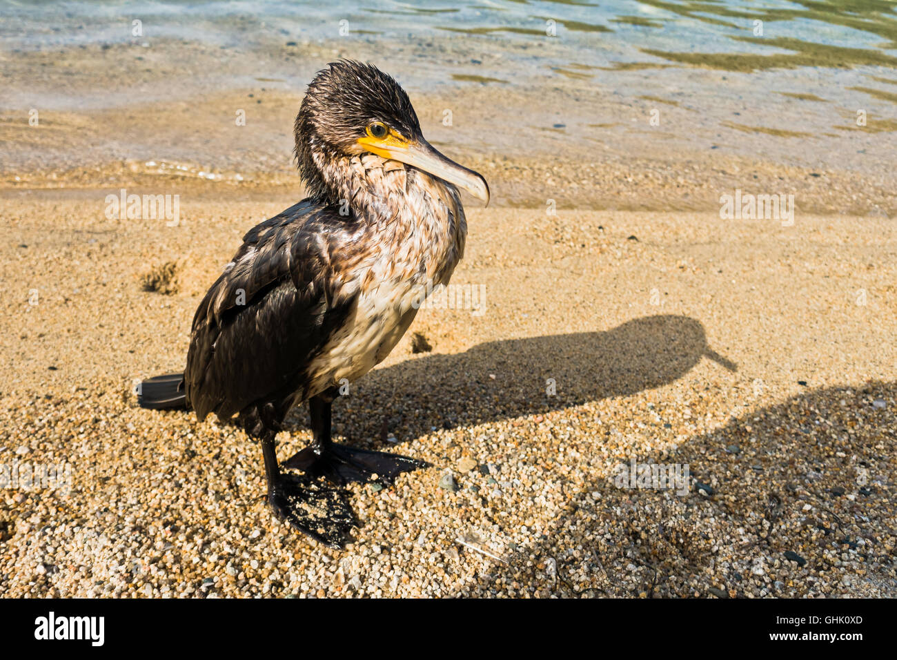 European shag bird on a sandy beach at summer morning Stock Photo - Alamy