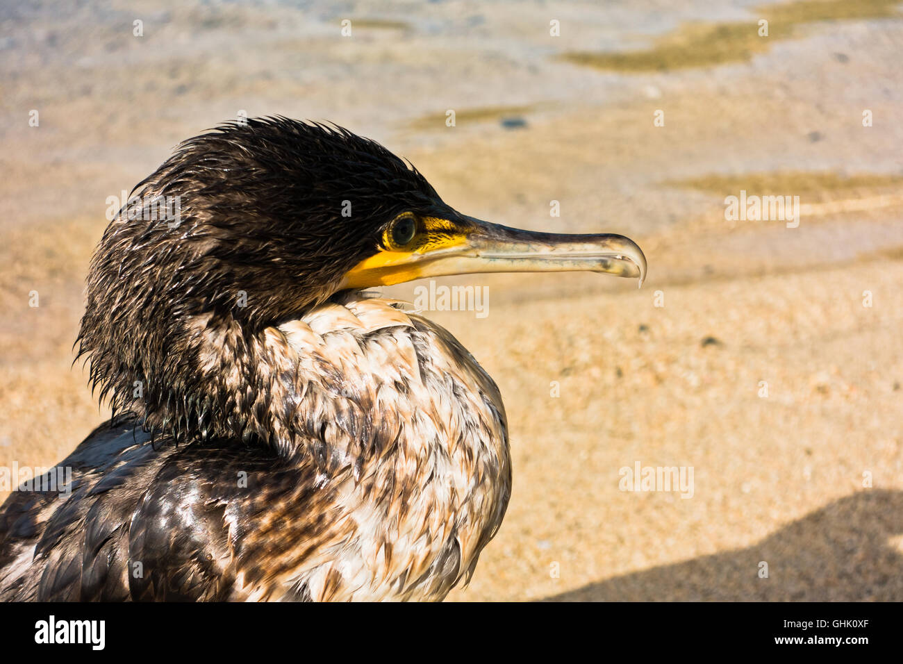Shag bird beach hi-res stock photography and images - Alamy