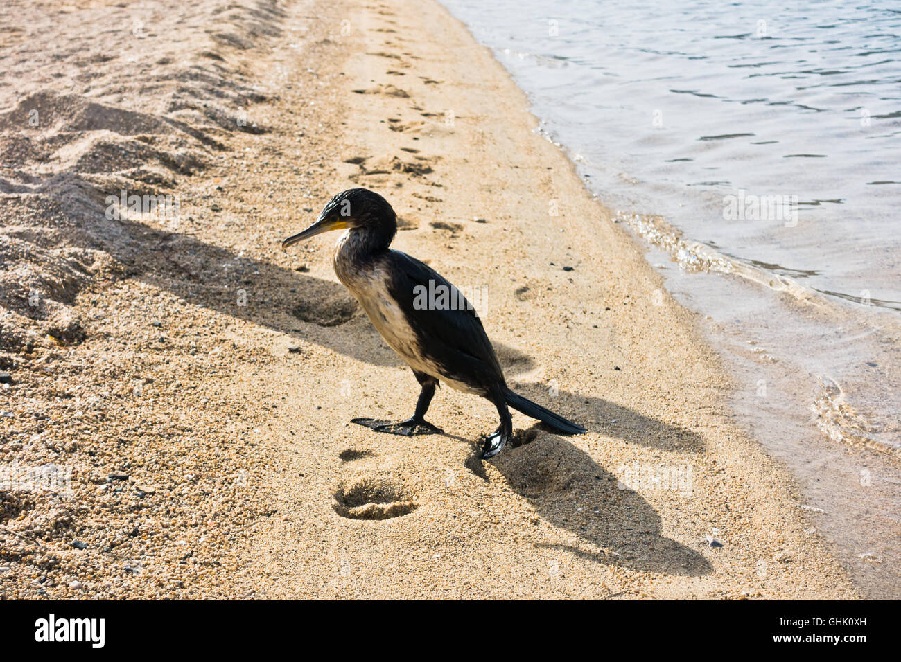European shag bird on a sandy beach at summer morning Stock Photo - Alamy