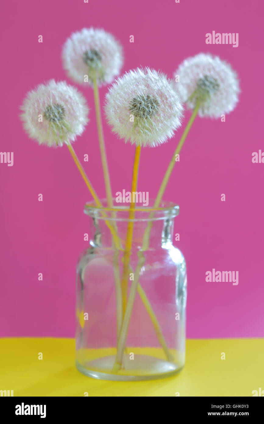 Bouquet of dandelions in vase on pink background Stock Photo - Alamy