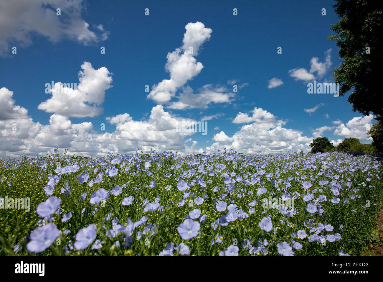 Flax fields hi-res stock photography and images - Alamy