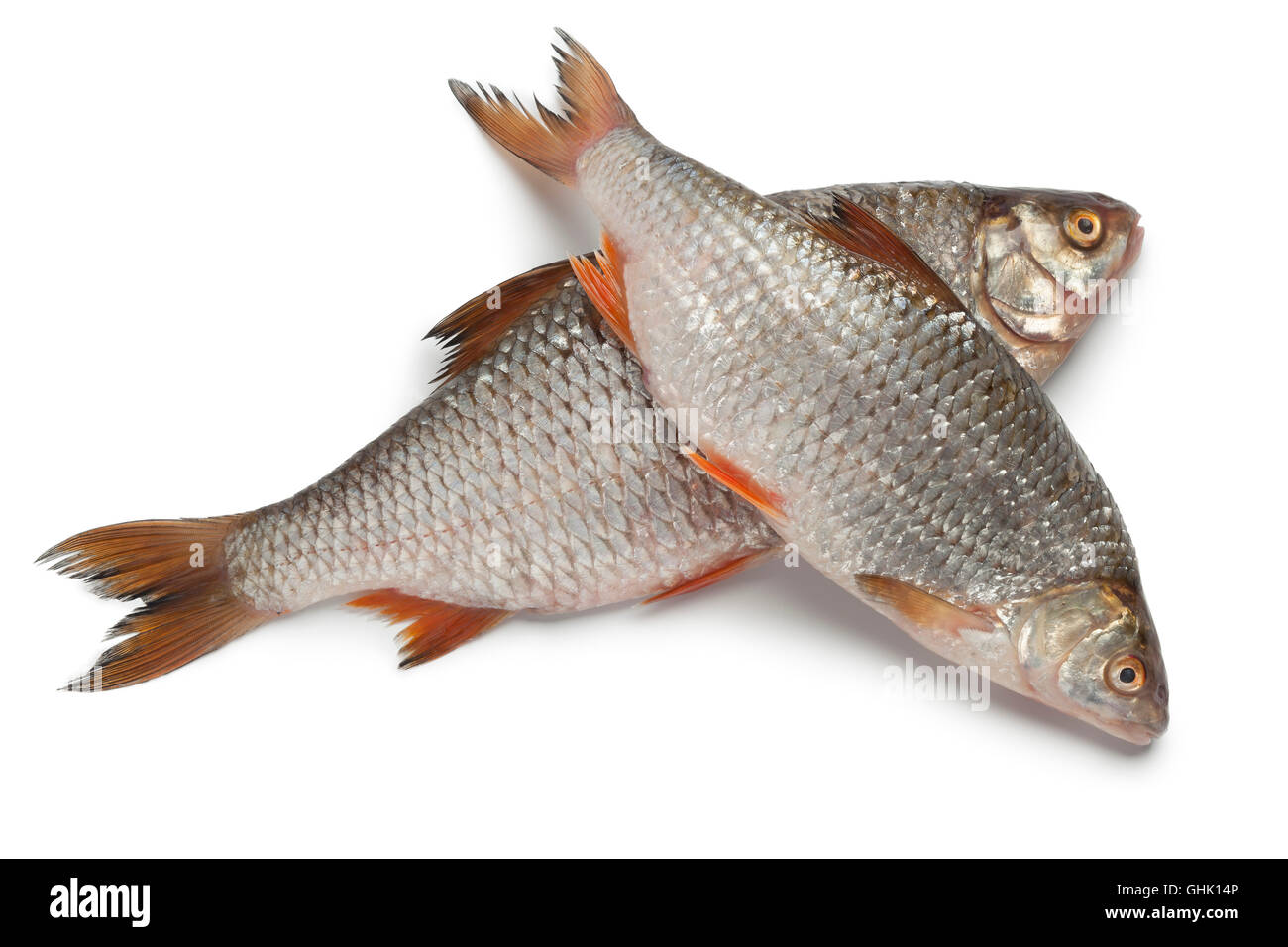 Pair of fresh raw common roach on white background Stock Photo - Alamy