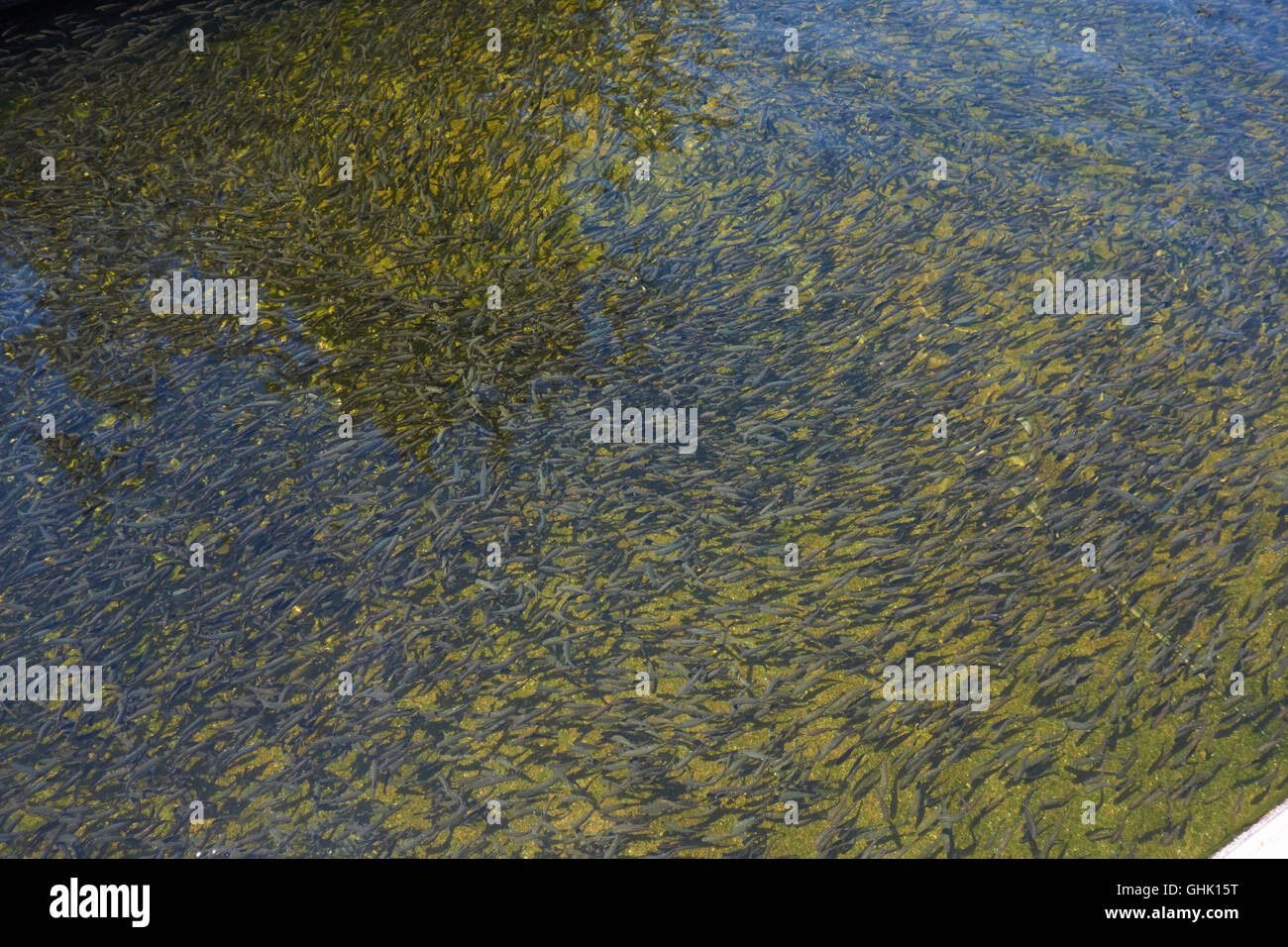 Trout fish hatchery hi-res stock photography and images - Alamy