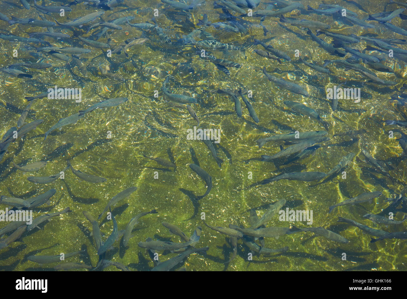 Baby trout hi-res stock photography and images - Alamy