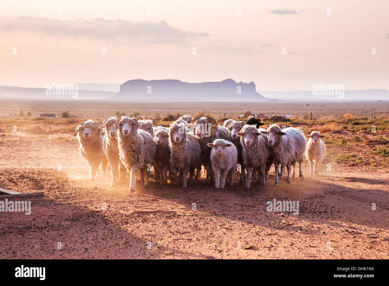 A flock of sheep in Navajo Nation Reservation reservation. Monument ...