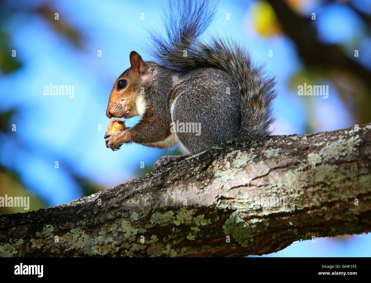 Chunks from acorn eaten by squirrel hi-res stock photography and images ...